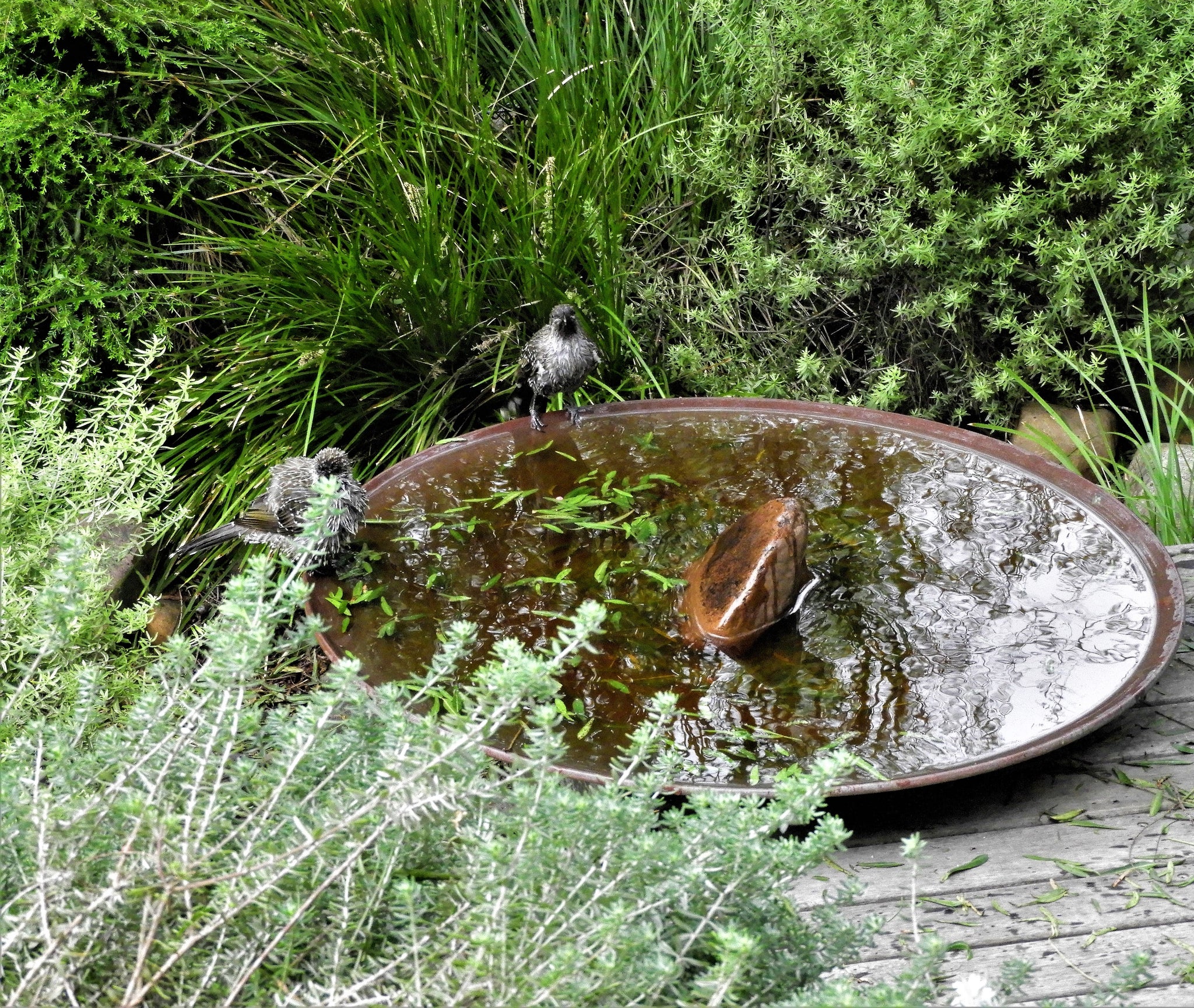 Large Spun Copper Dish – Mallee Bird Baths and Water Bowls